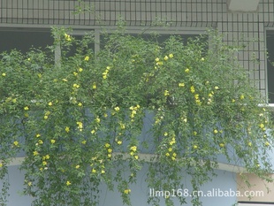 迎春花小苗造型及修剪 高杆迎春造型 迎春直杆怎么弄弯造型 大山谷图库